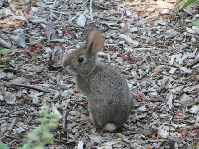 eastern cottontail rabbits | Mary Richmond's Cape Cod Art and Nature