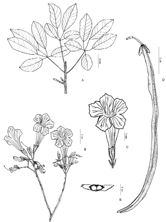 Argentina nativa: Lapacho amarillo misionero (Handroanthus pulcherrimus)