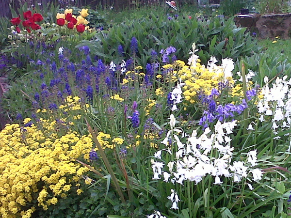 Froggarts Cottage Garden: Late Spring Flowers