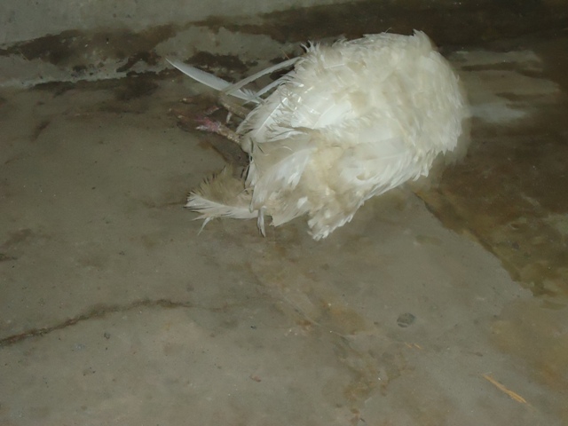 b'up 2 date: NJEMBA AMWINGILIA BATA MZINGA MPAKA KUFA