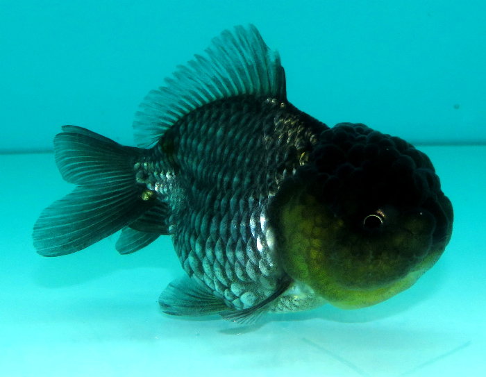 金魚&水族快訊Goldfish & Aquarium Messages: 黑銀鱗短尾獅頭(Black and silver oranda ...