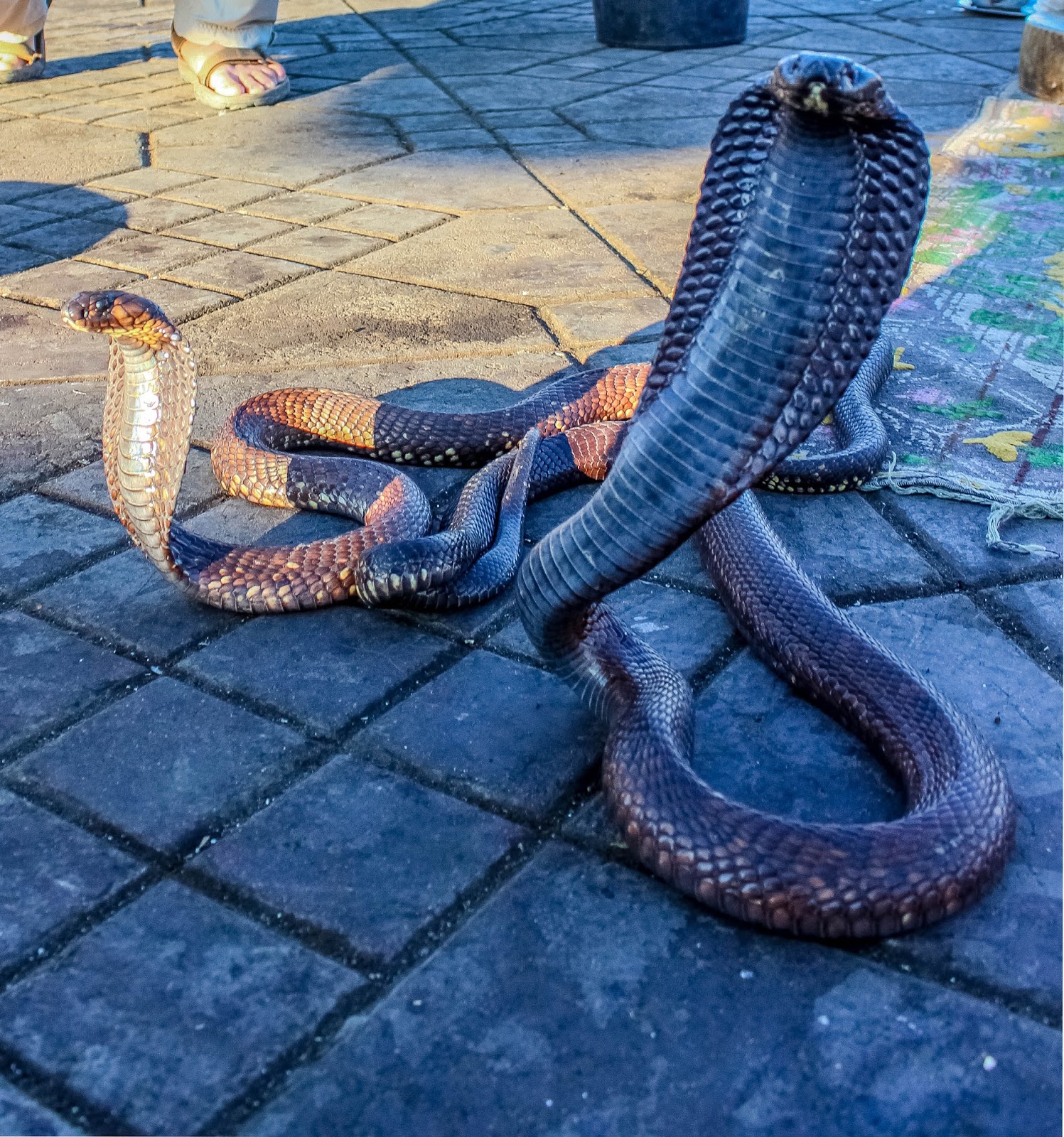 Cannundrums: Snake Charmers of Morocco - Egyptian Cobras and Puff Adders