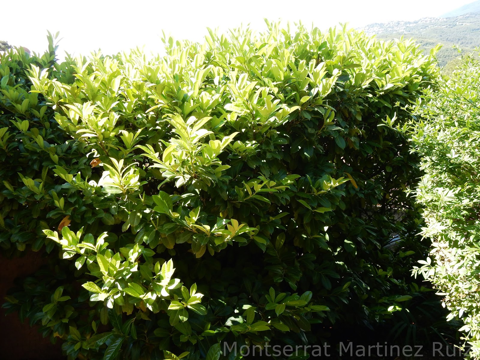 LAUREL CEREZO o LAUREL REAL - BOTÀNIC SERRAT
