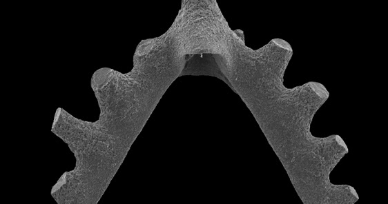 Variety of Life: Prioniodinidae