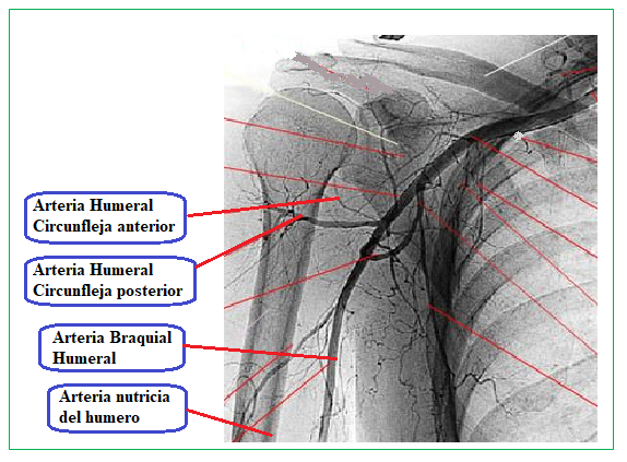 Blog de anatomía radiológica humana - UNAD - Grupo 28 -2018. : 1 ...