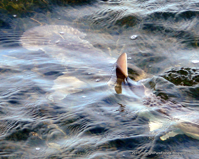 PURE FLORIDA: Happiness Is a Heterocercal Caudal Fin