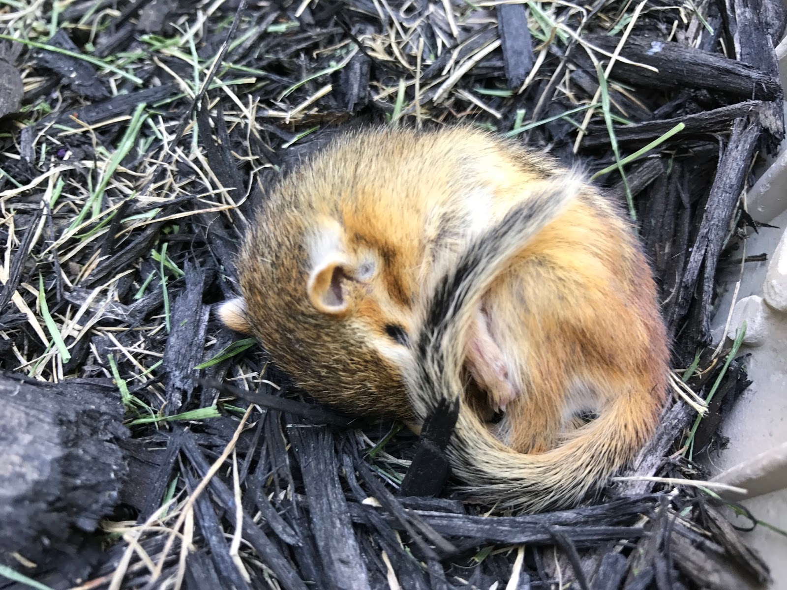 Chipmunk Tails in the Dog Days of Summer by Karen Rock