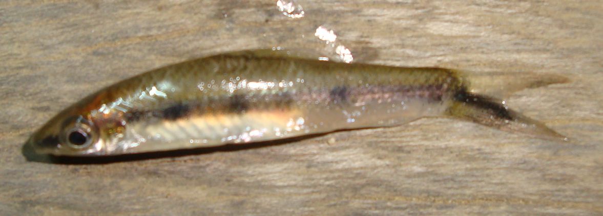 Ikan Sungai Mahakam: Puyau (Osteochilus hasselti)