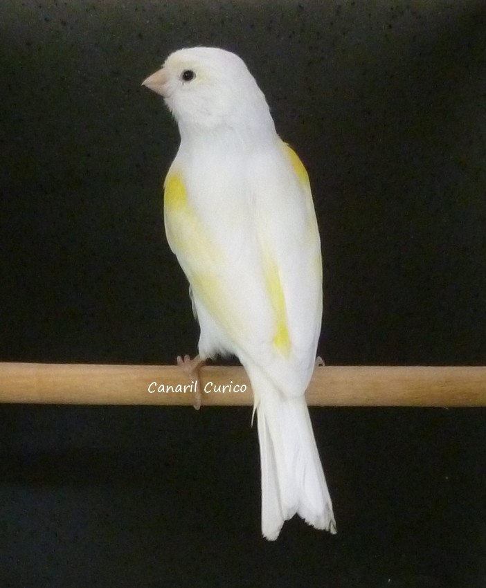 Canaril Curico - Canário de Cor: Amarelo Mosaico Fêmea - Filhote 2011