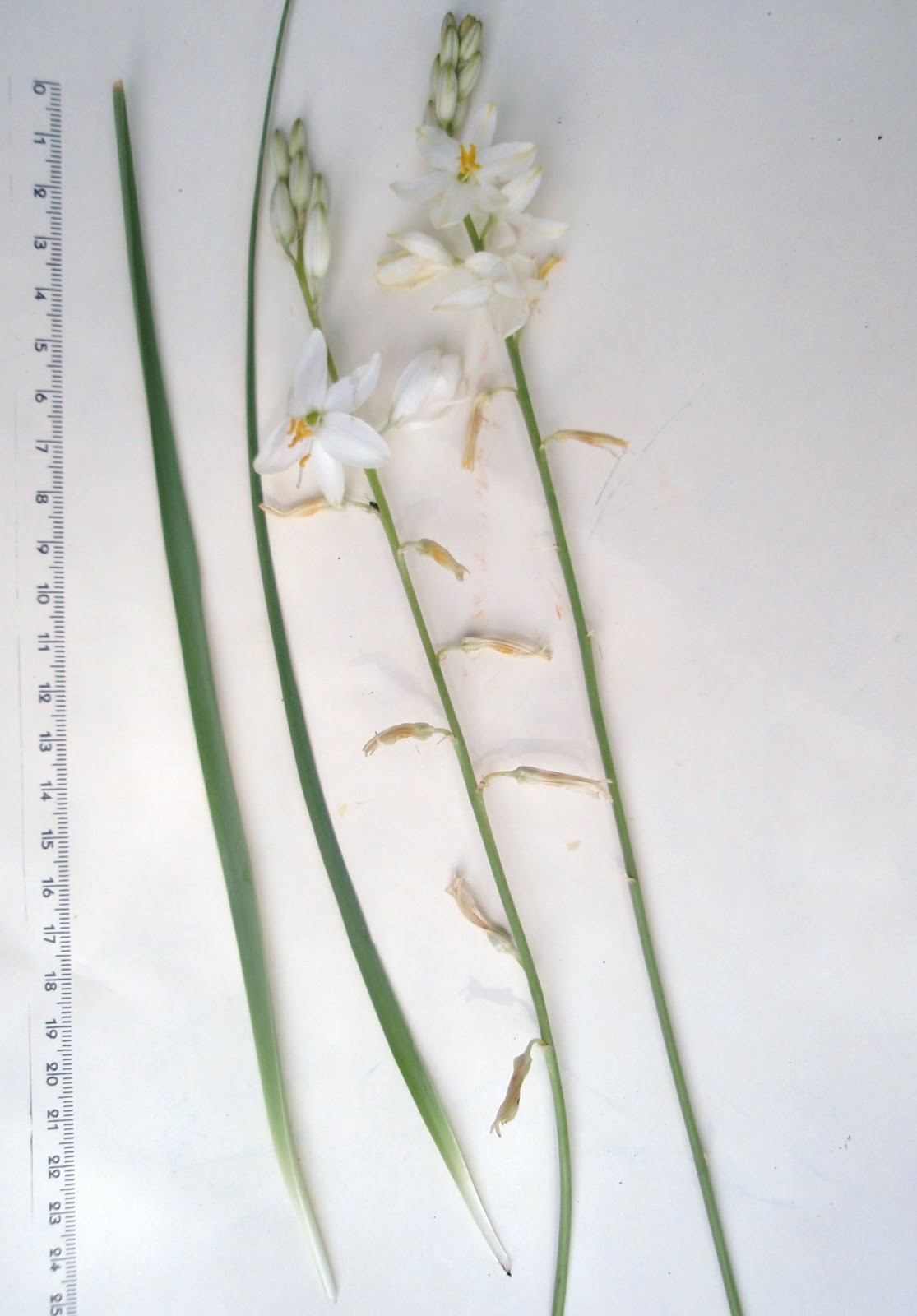 HERBARIO VIRTUAL DE BANYERES DE MARIOLA Y ALICANTE: Anthericum liliago ...