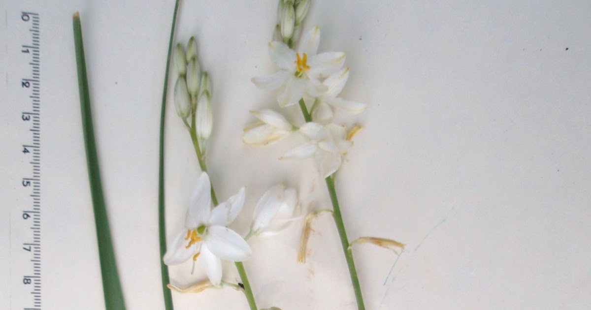 HERBARIO VIRTUAL DE BANYERES DE MARIOLA Y ALICANTE: Anthericum liliago ...