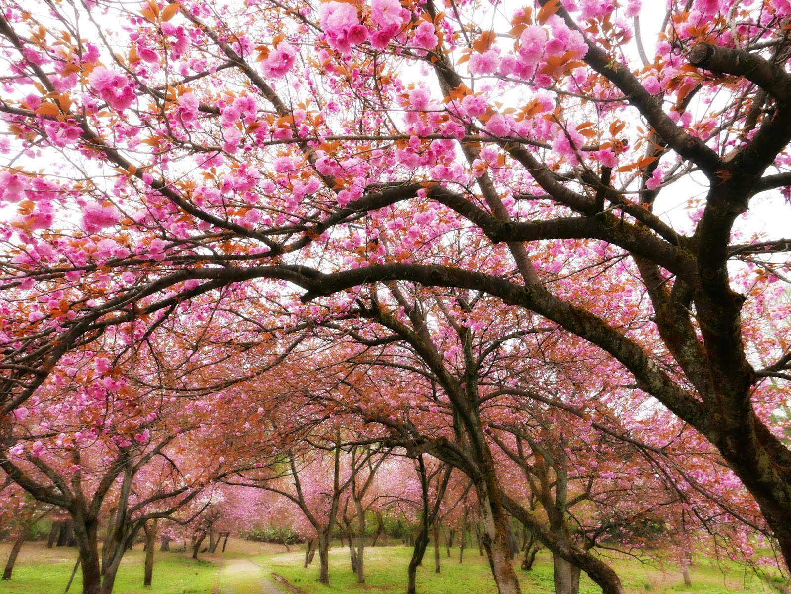 Nozomi Crafts: Cherry blossom forest in Niigata prefecture Japan