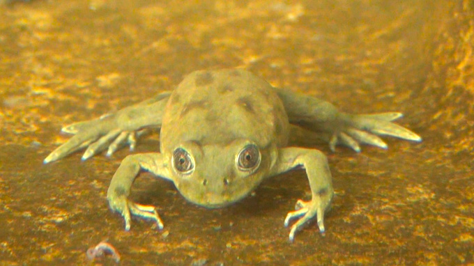 ANPP Animales y Plantas de Perú: Rana Gigante del Titicaca ...