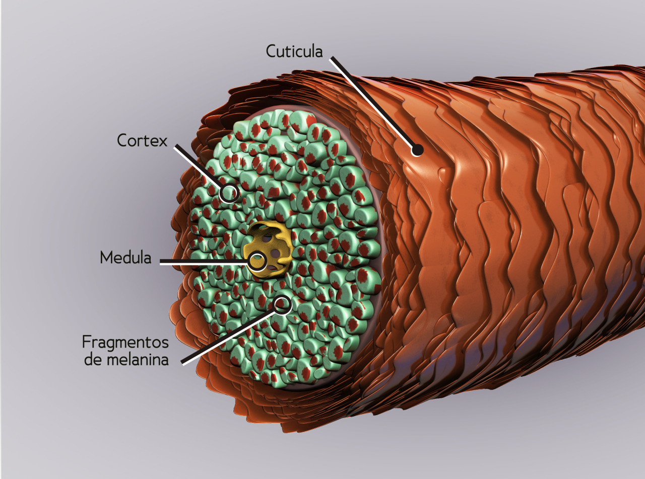 Estrutura Dos Fios De Cabelo - RETOEDU