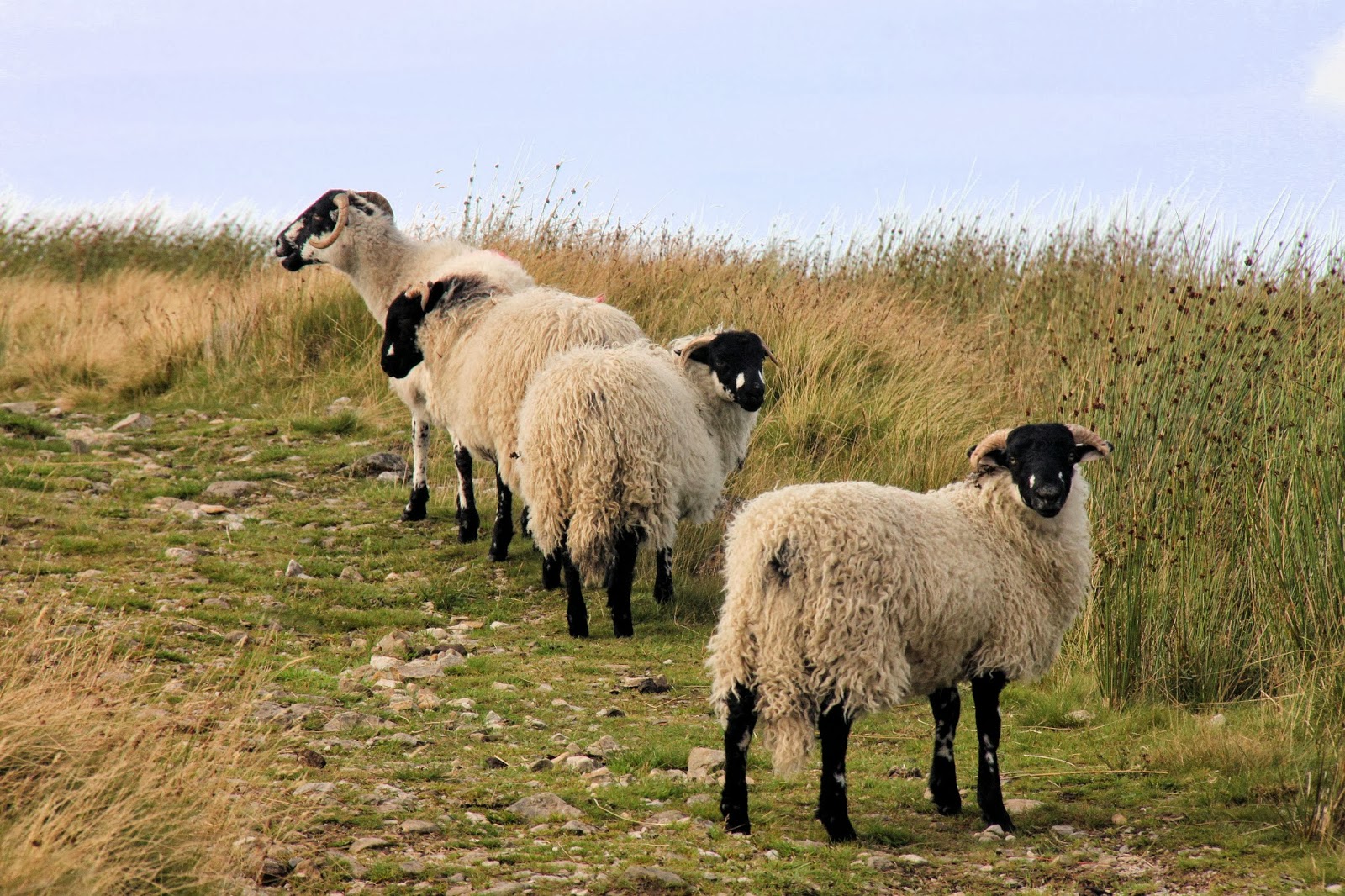 Wildlife Wanderings: The Yorkshire Dales - sheep country