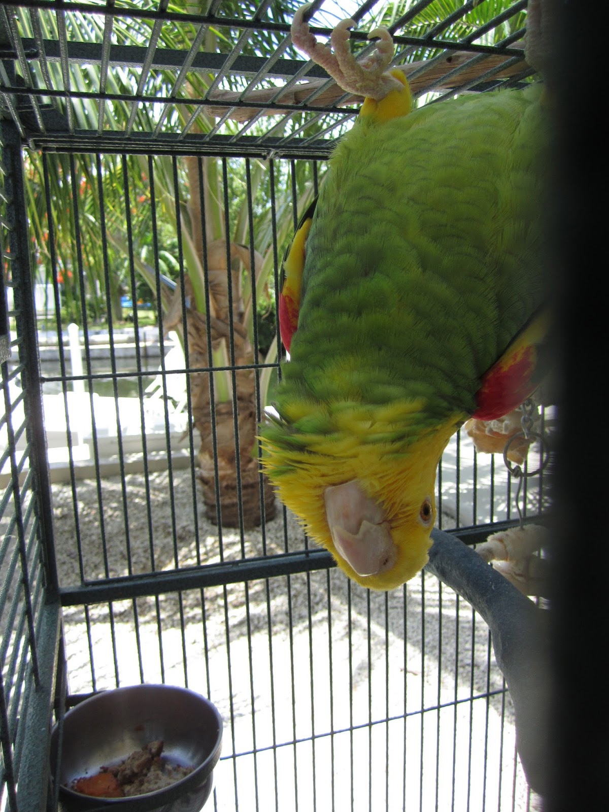 Key Largo Florida: Photographing plants, animals, and a sunset boat ride!