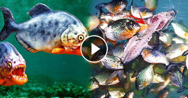 What Do Piranhas Eat A Guide On What Piranhas Eat Images