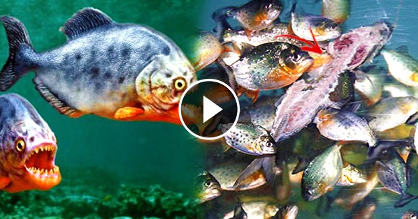 Terrifying Footage Of How Piranhas Eat Their Prey! This Will Surely ...