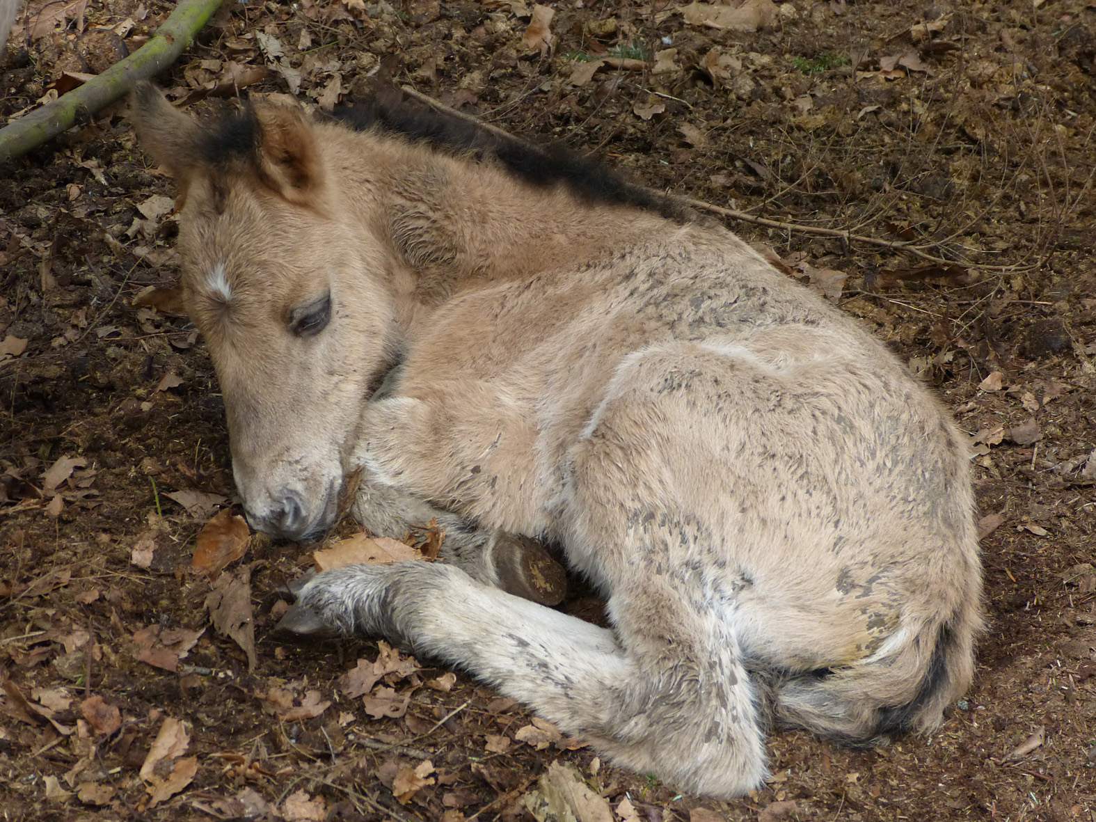 Wildwood Trust: Wild horse foal born at Wildwood