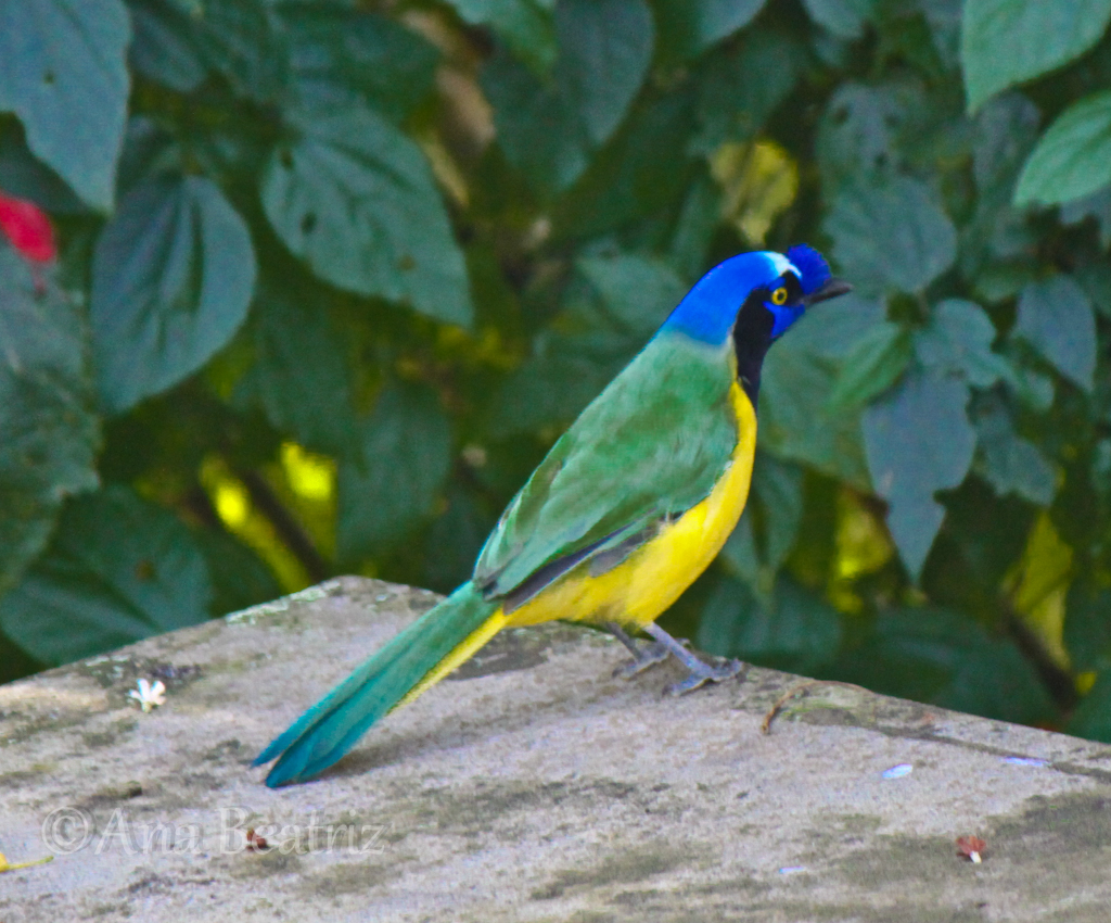 Aventura fotográfica: Querre-querre, Chara verde o carriqui (Cyanocorax ...
