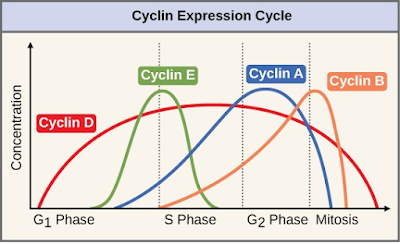 Lets Go Blog (Science, Technology and Information): CONTROL OF THE CELL ...