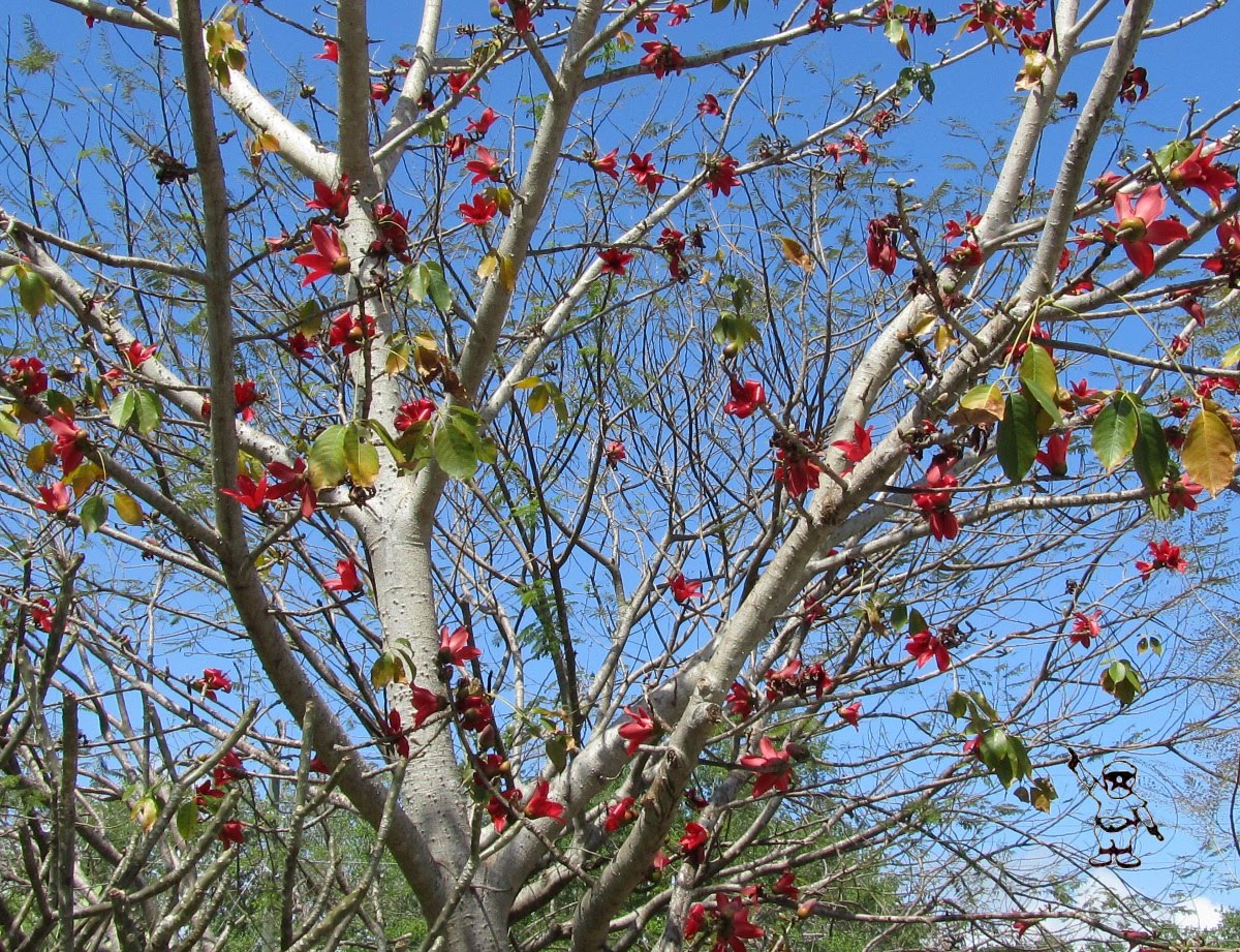 tog of coral gables dailyphoto: Fairchild Has A Nice Red Kapok Tree