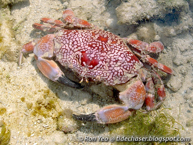 tHE tiDE cHAsER: Rubble Crabs (Phylum Arthropoda: Family Xanthidae) of ...