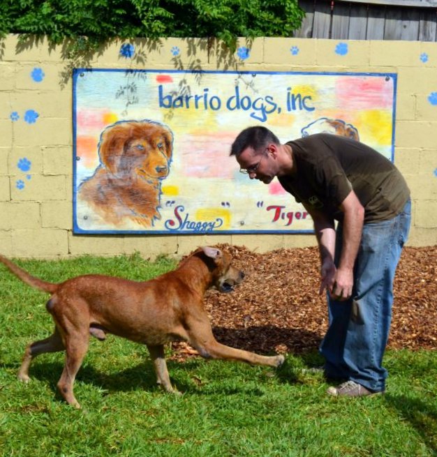 A Home For All Barrio Dogs: Where We Are, Part 1