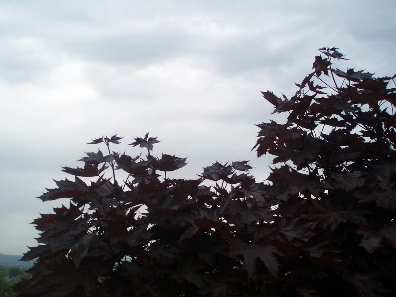 Blogul Simonei: Canadian. Arțar canadian