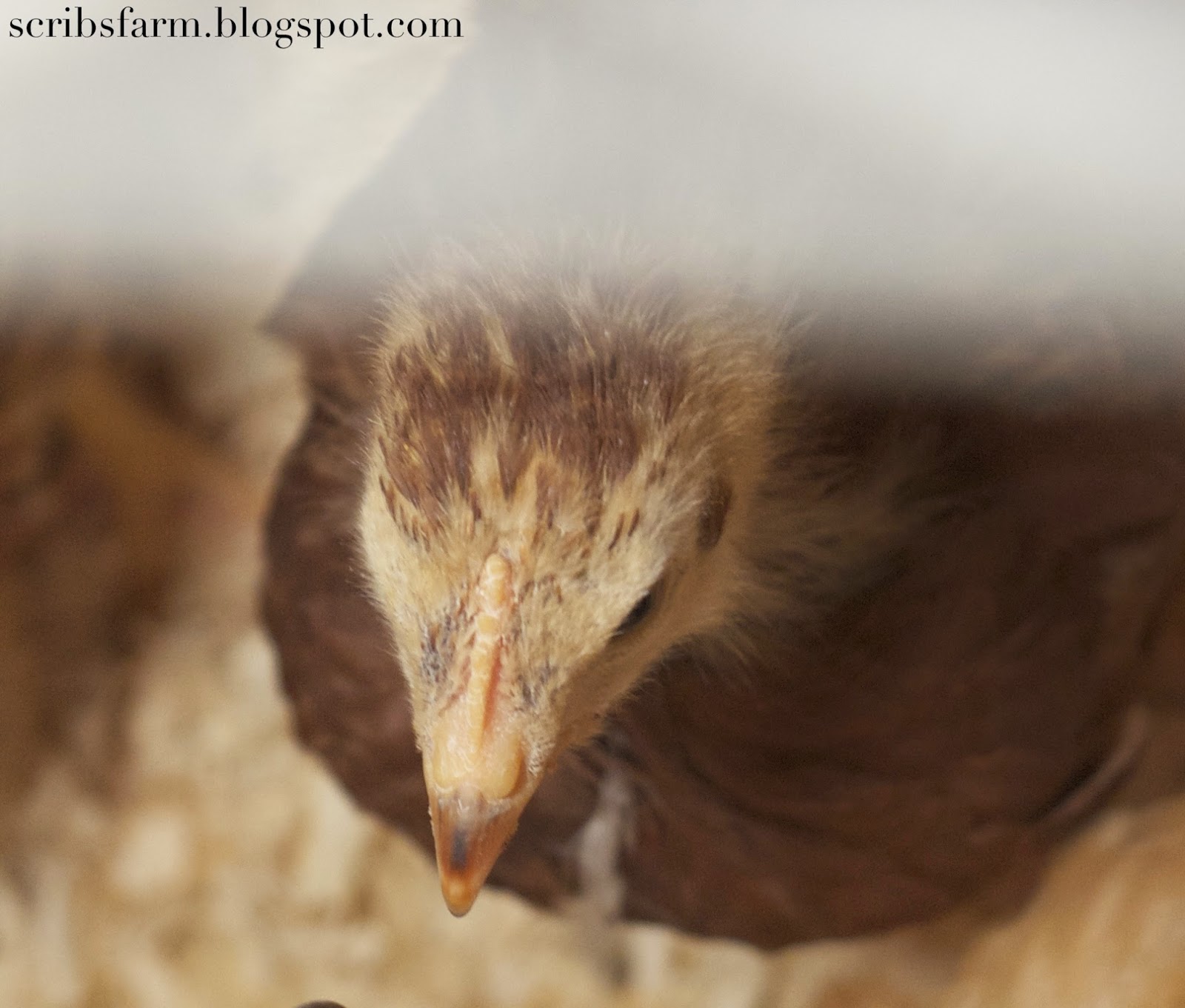 Scribs farm: Chicks 4 weeks