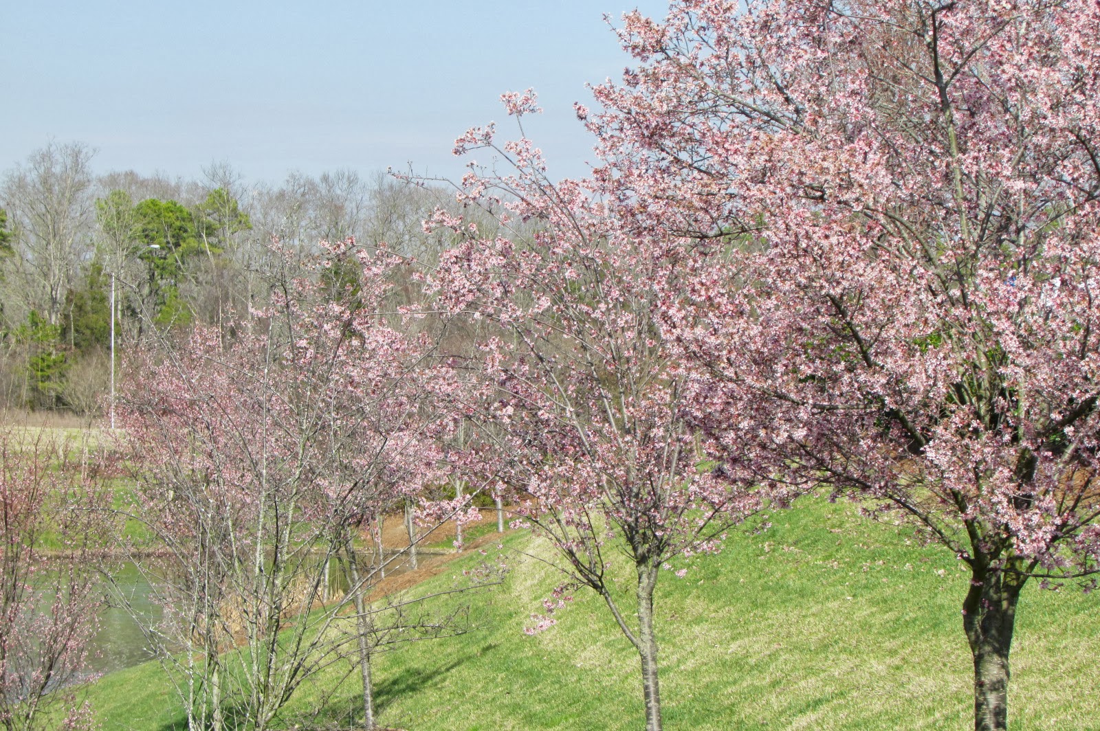 Love For His People: Spring in Charlotte - THANK GOD!