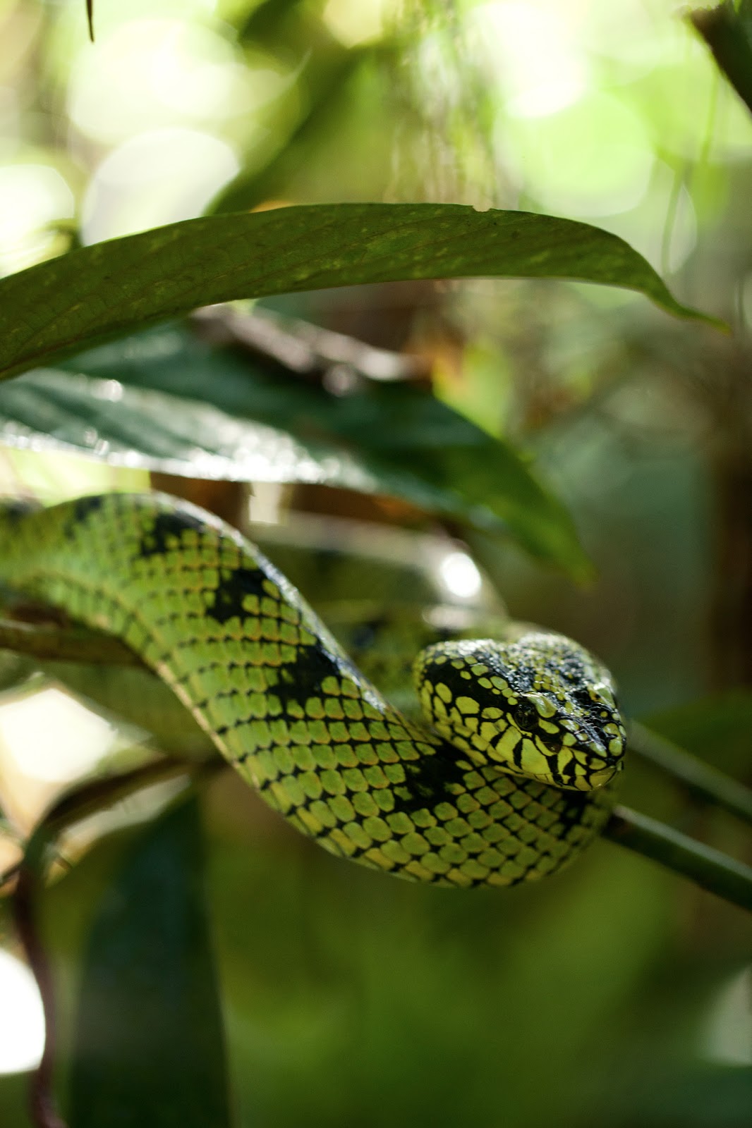 Sticky Rice Travel - Photostream: Snakes of Borneo