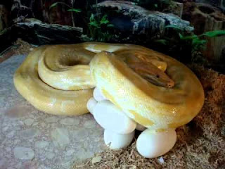 Breeding Burmese Pythons ~ Burmese Python Care