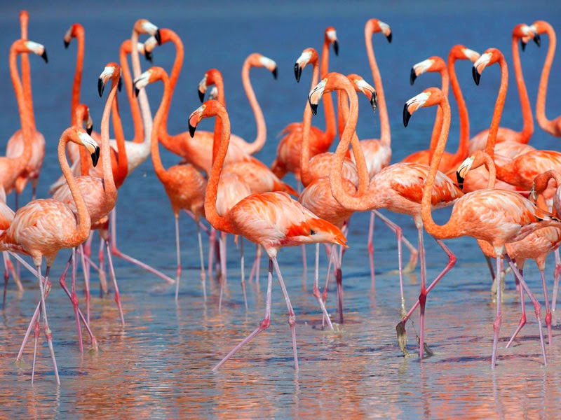 Soal Biologi Bagi Kehidupan, Kelas X SMA - BRM