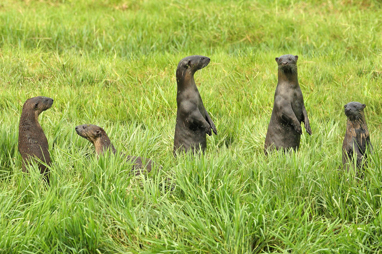 Smooth-coated Otters