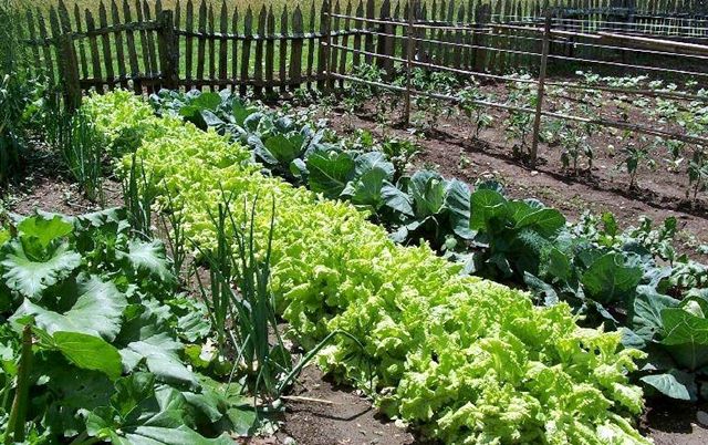 Panduan petani budidaya tanaman sayuran organik cepat panen - Cara ...