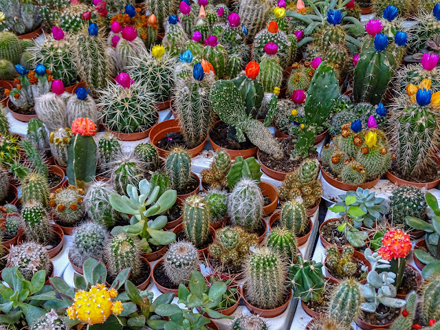 Genealogy's Star: Cactus and Succulants