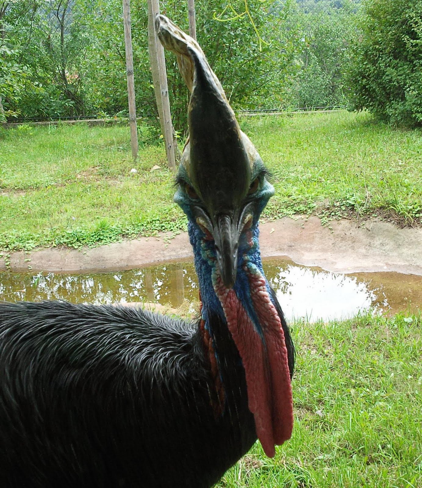 pan-Aves: Dinosauři v Zoo Praha, díl 1. – Neornithes bez Telluraves