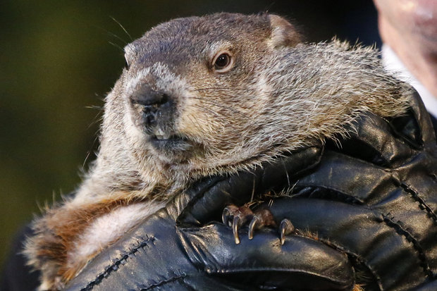 Awakenings: It's Groundhog Day...What's Phil's Verdict?
