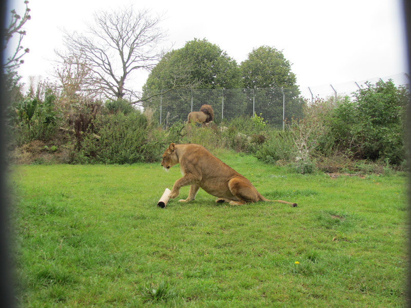 Just Lions: Enrichment for lions