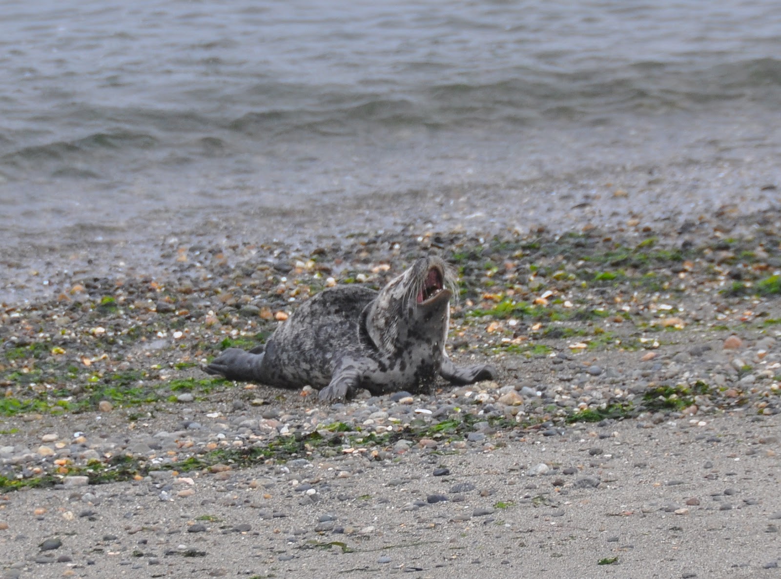 Buzz's Marine Life of Puget Sound: HARBOR SEAL PUPPING SEASON IN FULL SWING