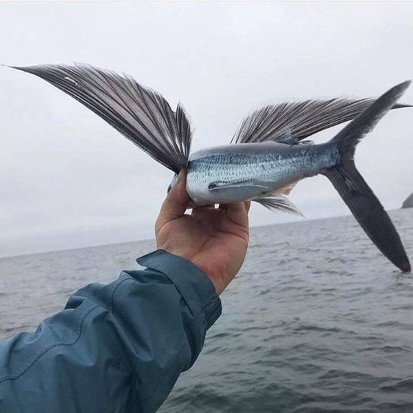 More Interesting Things About Flying Fish |MyRokan