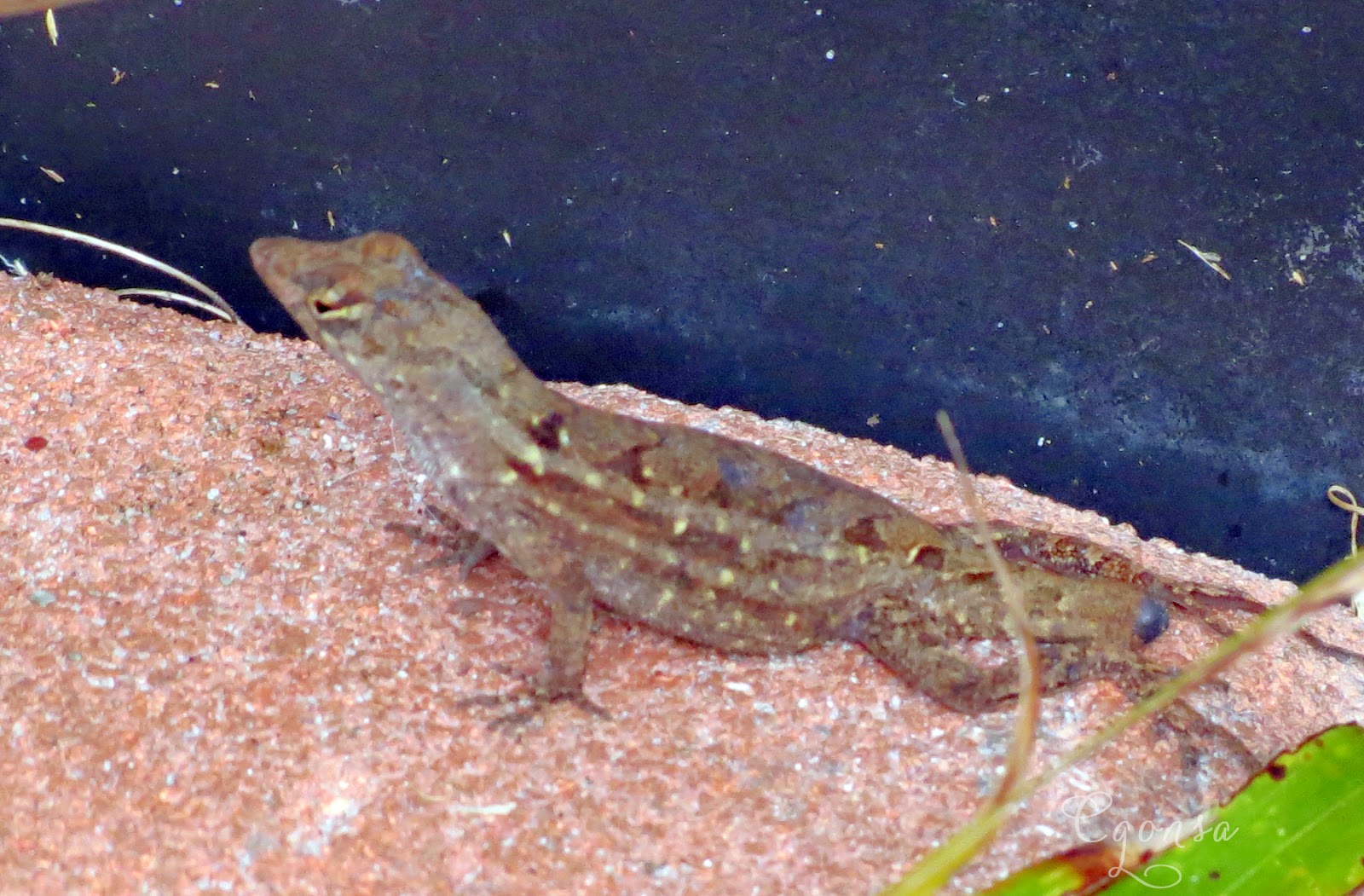 The Backyard Oasis: Brown Anole Lizard spinal cord injury/paralysis ...