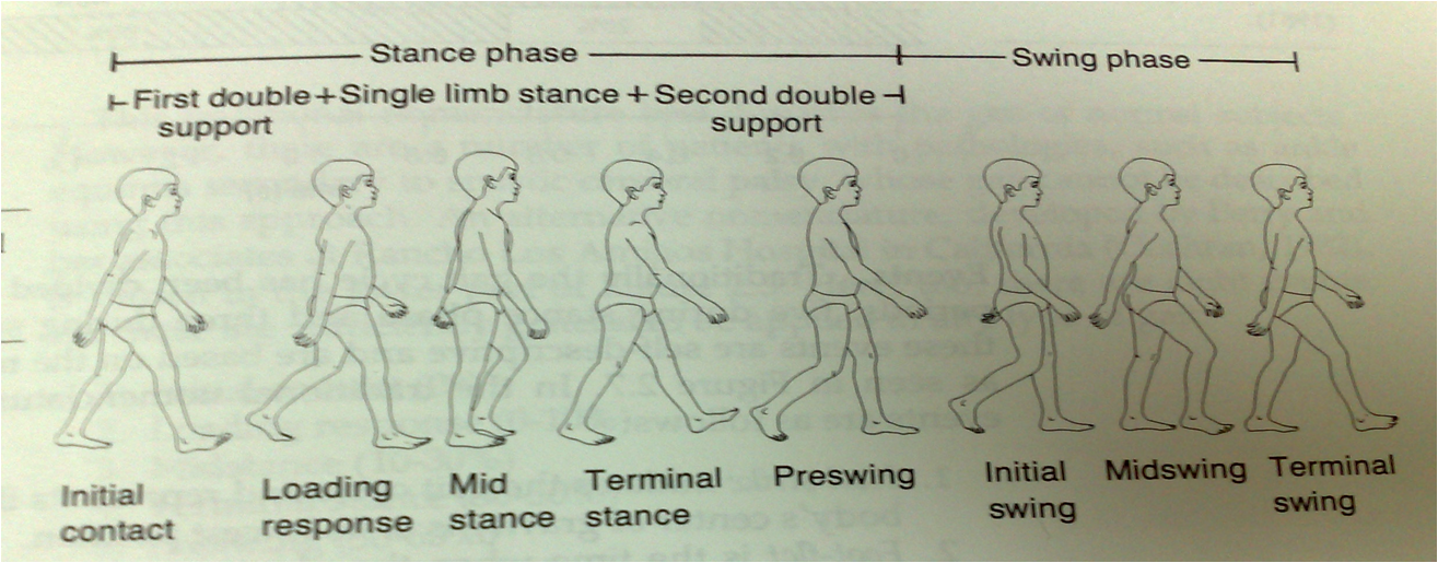 ANALISIS DE LA MARCHA: MARCHA NORMAL