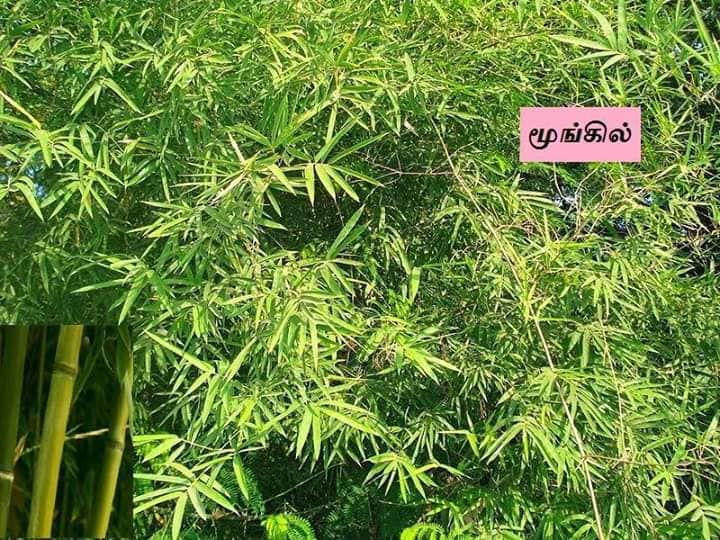 Trees- Banyan, Arasan, Bamboo, Jack, Nochi, Karuvel, Kodukka, Tamrid, neem