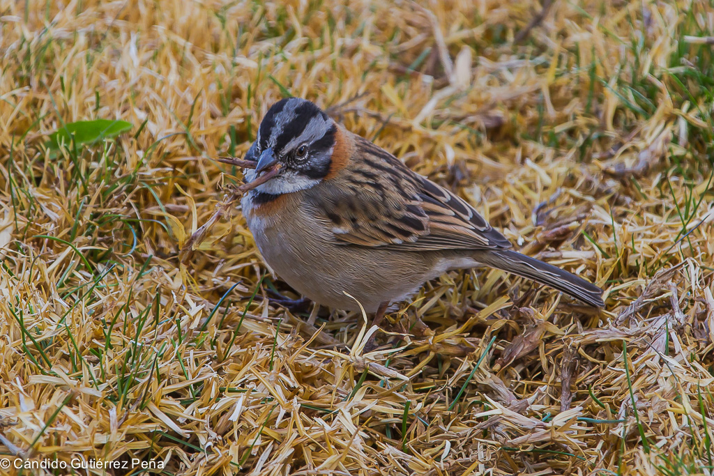 CHINGOLO - Zonotrichia Capensus | Observatorio de la Naturaleza