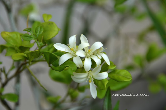 Reena's Online: Fotografi Bunga / Flower Photography #1
