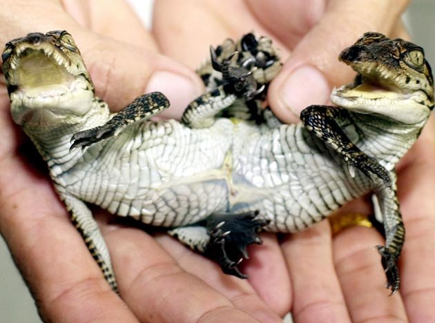 Stunning Two-headed animals and other bizarre creatures ~ Great ...