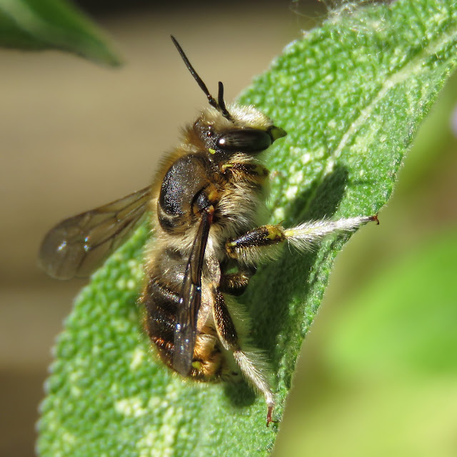 BugBlog: Why do male Wool-carder bees defend a flower patch?