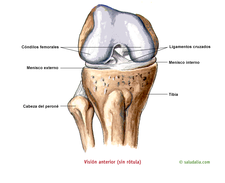 condilo | Diccionario de biología